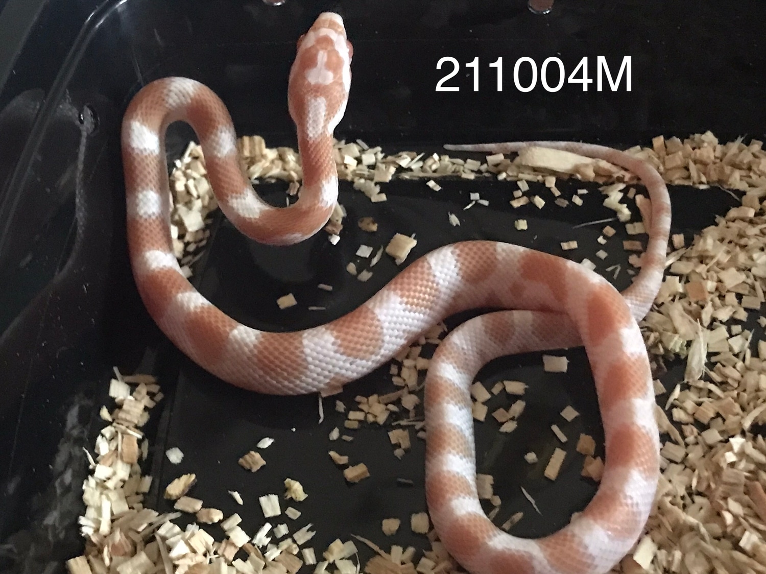 High White Butter Corn Snake by Cody's Corn Snakes - MorphMarket