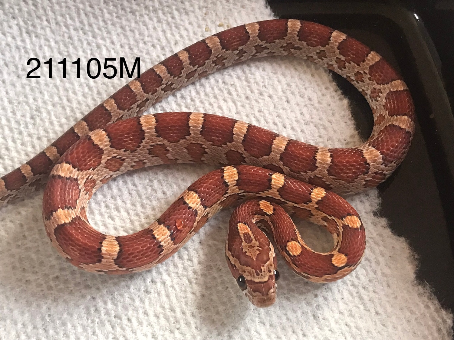 Het Palmetto Corn Snake by Cody's Corn Snakes - MorphMarket