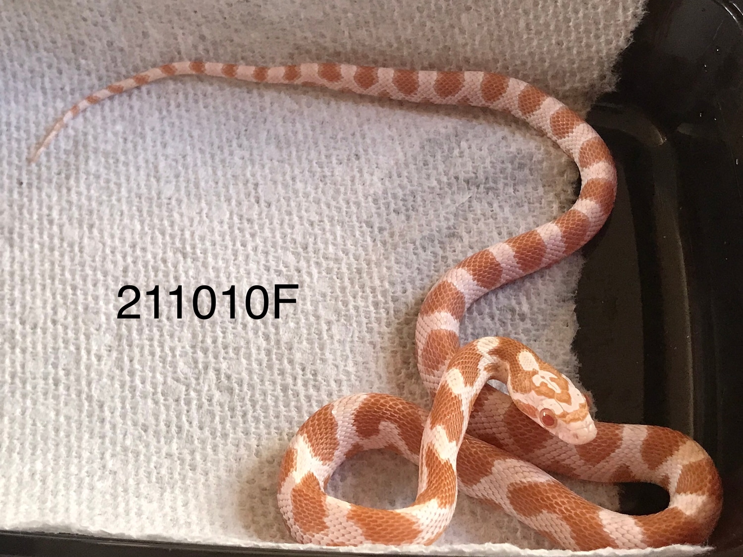 High White Butter Corn Snake by Cody's Corn Snakes - MorphMarket