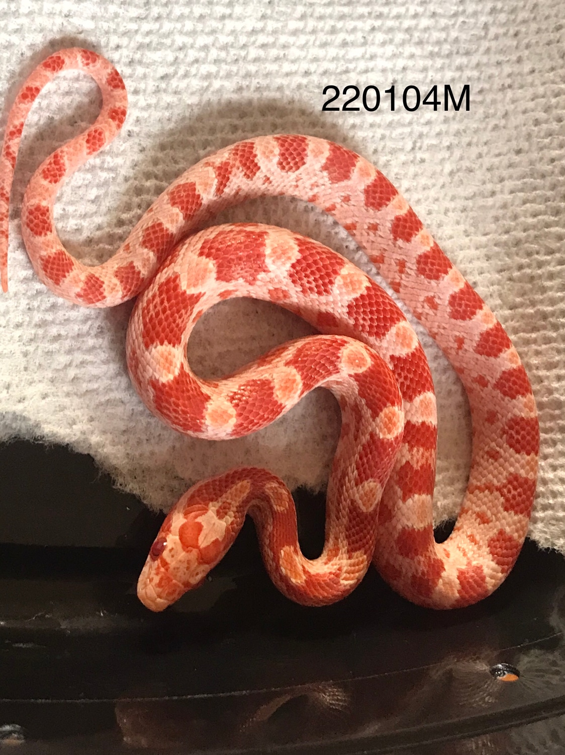 Amel Corn Snake by Cody's Corn Snakes - MorphMarket