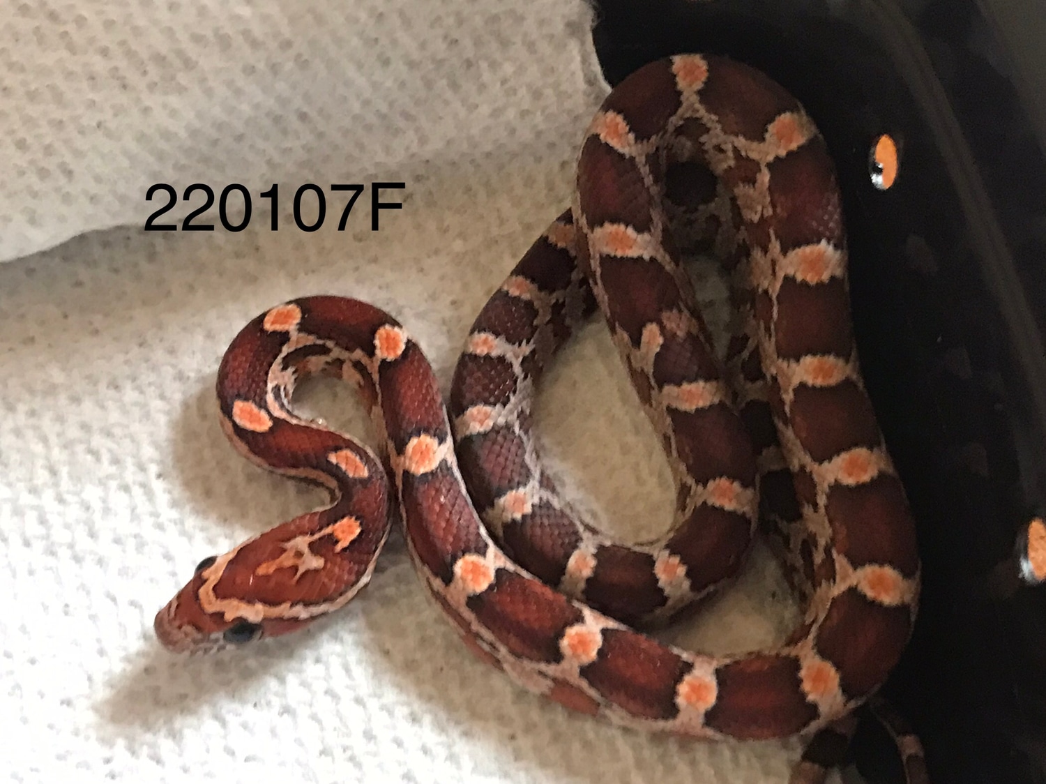 Classic Corn Snake by Cody's Corn Snakes - MorphMarket