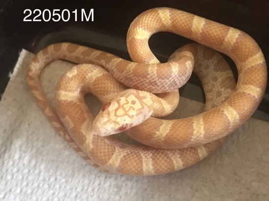 Saffron Corn Snake by Cody's Corn Snakes
