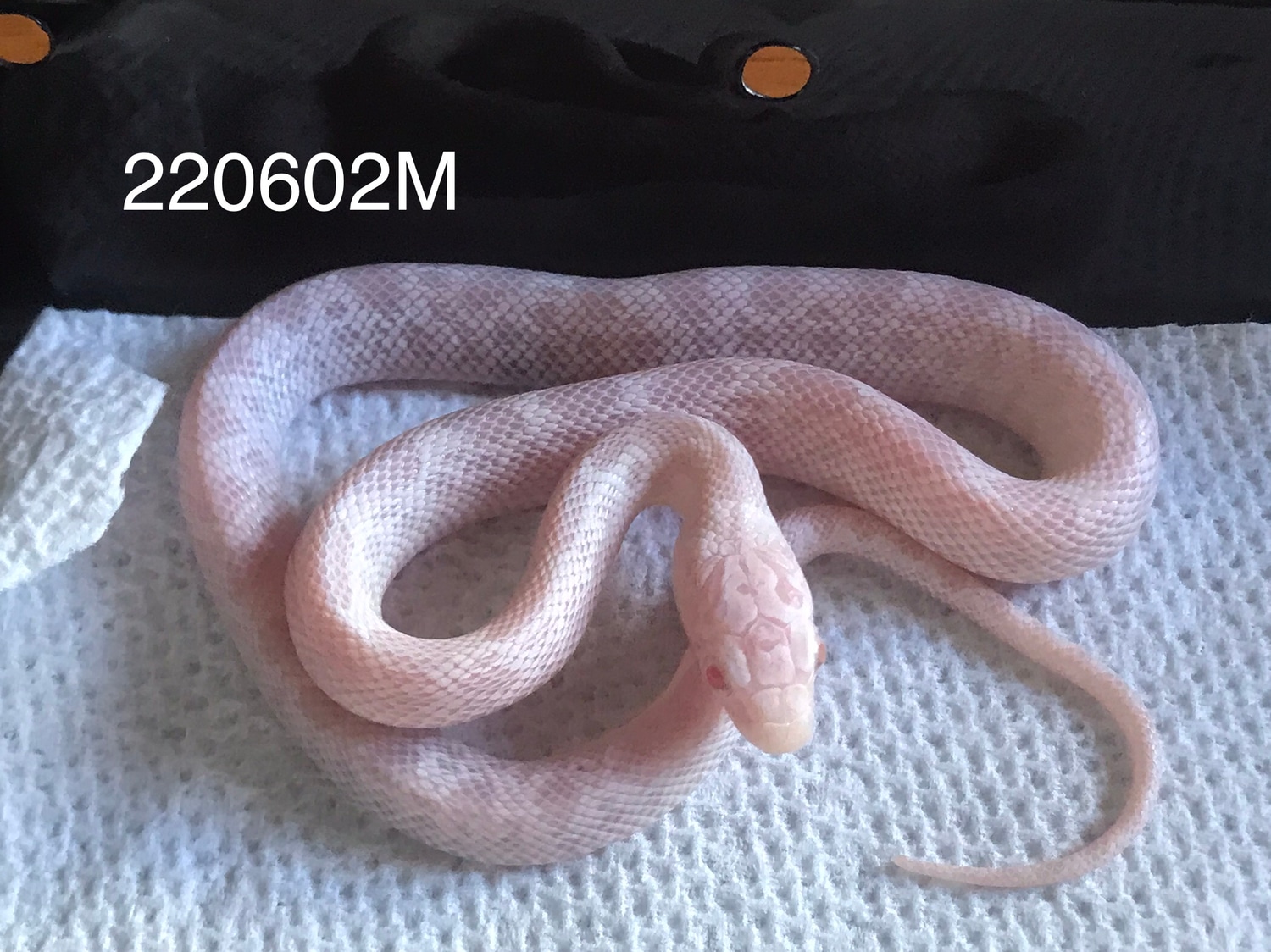 Butter Shatter Corn Snake by Cody's Corn Snakes - MorphMarket