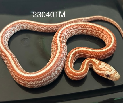 Ultramel Tessera Corn Snake by Cody's Corn Snakes - MorphMarket