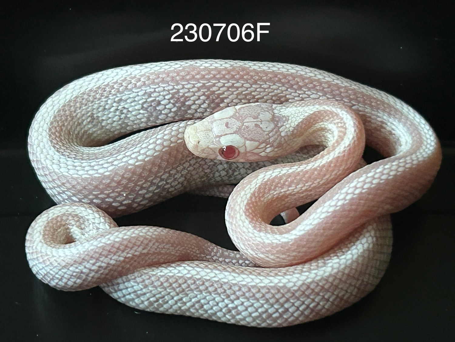 Peppermint Tessera Corn Snake by Cody's Corn Snakes - MorphMarket