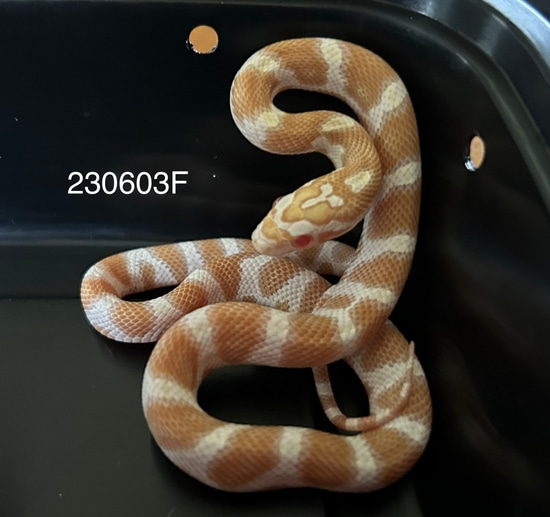 Butter Corn Snake by Cody's Corn Snakes