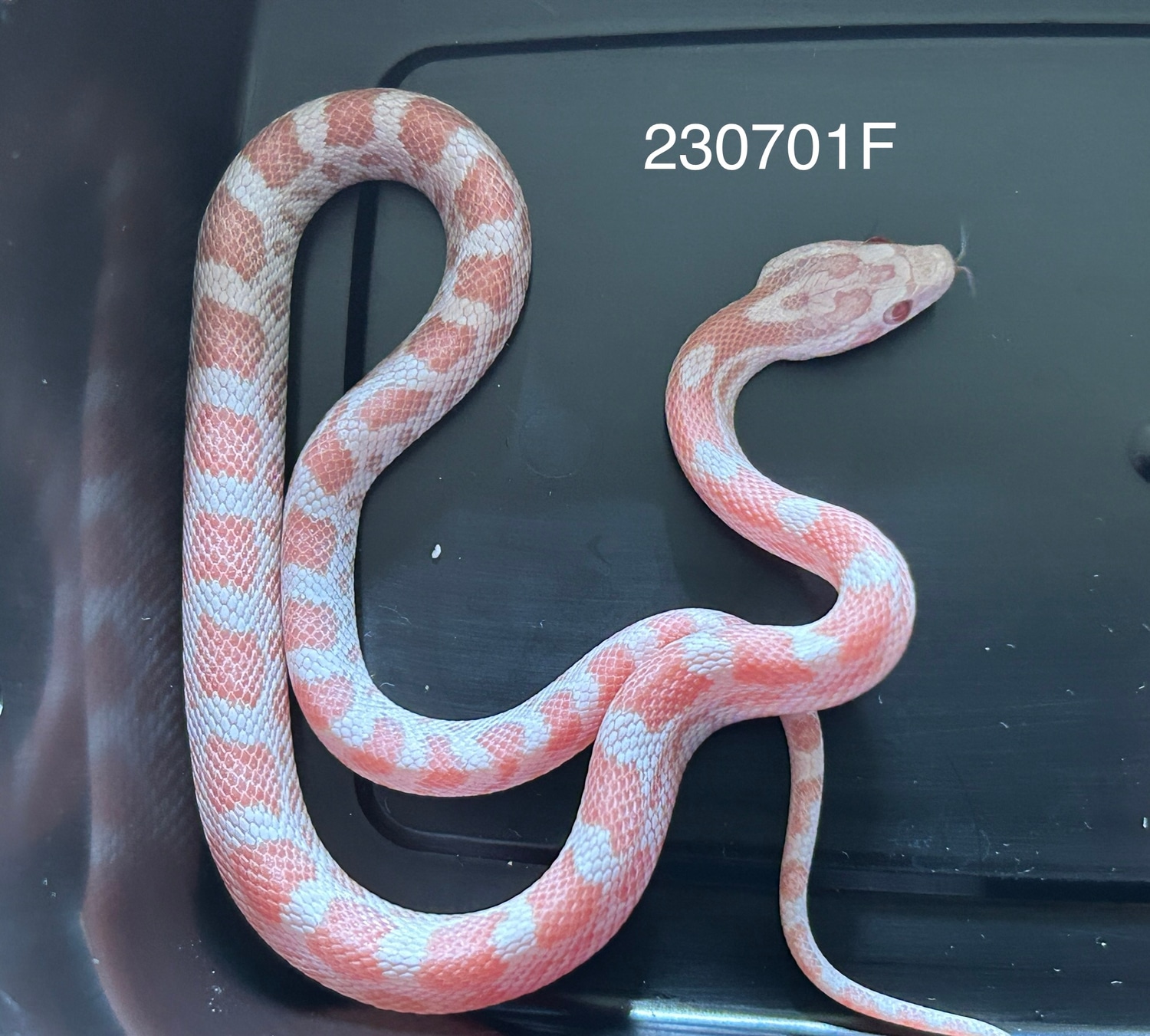 Peppermint Corn Snake by Cody's Corn Snakes - MorphMarket