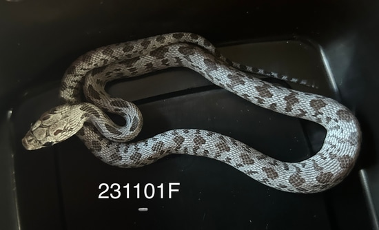 Miami Shatter Corn Snake by Cody's Corn Snakes