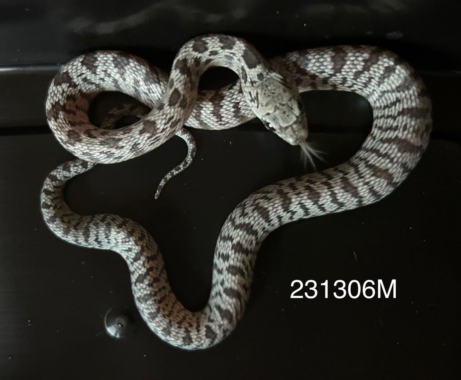 Miami Shatter Corn Snake by Cody's Corn Snakes - MorphMarket
