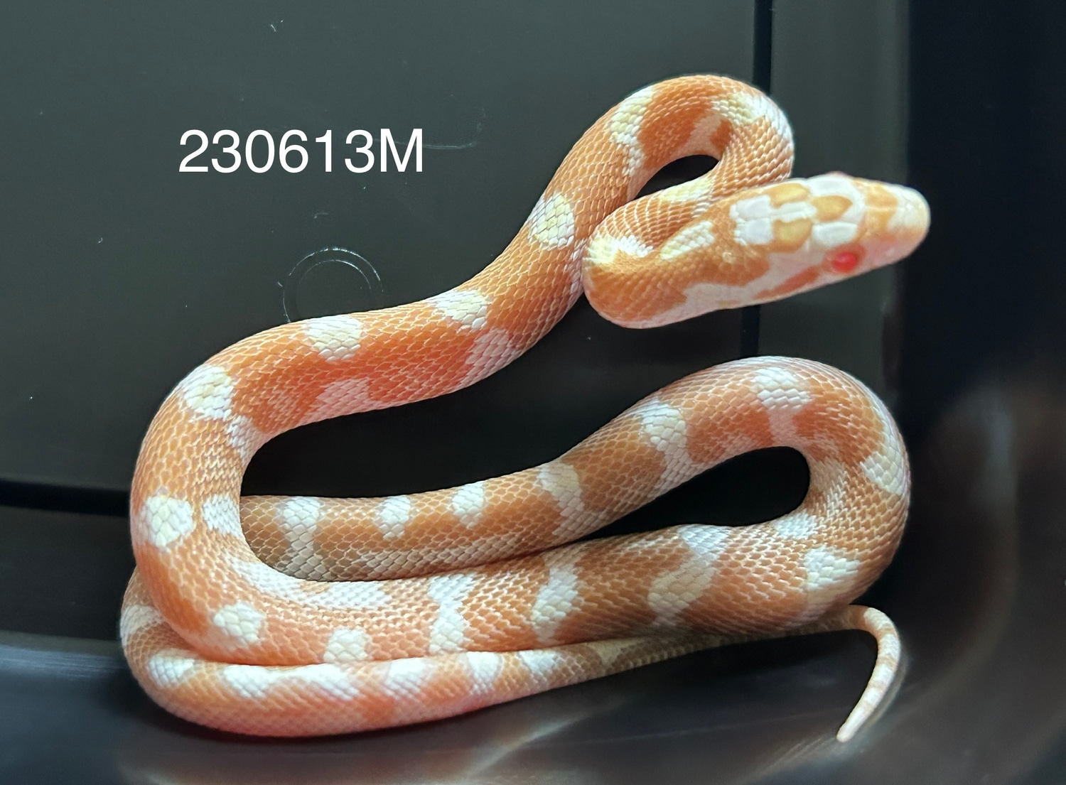 Butter Motley Corn Snake by Cody's Corn Snakes - MorphMarket