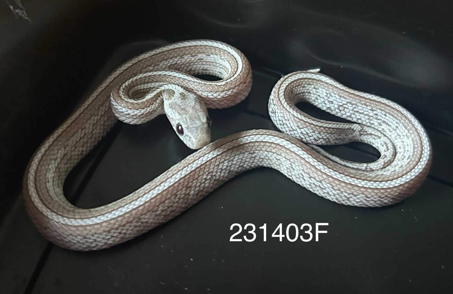 Cinder Tessera Corn Snake by Cody's Corn Snakes - MorphMarket