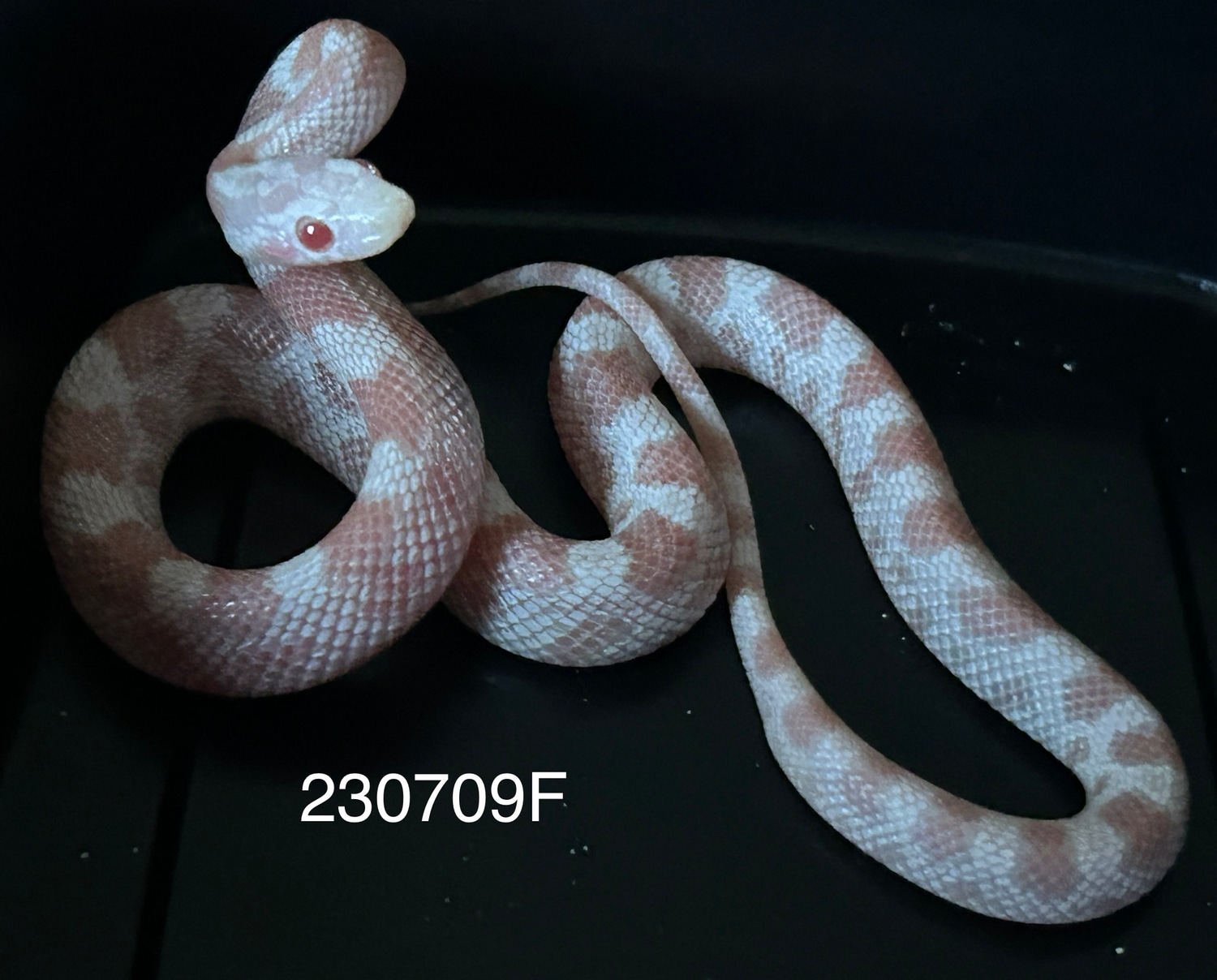 Peppermint Corn Snake by Cody's Corn Snakes - MorphMarket