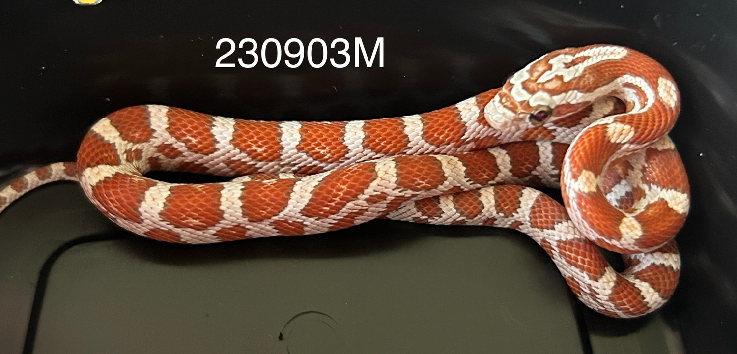 Ultramel Candycane Corn Snake by Cody's Corn Snakes - MorphMarket