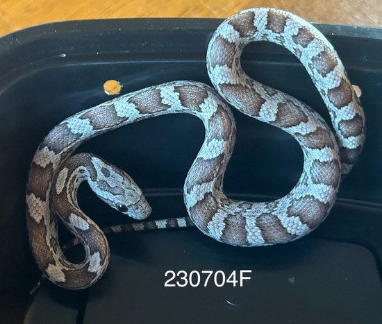 Cinder Corn Snake by Cody's Corn Snakes