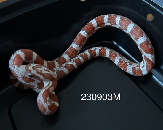 Ultra/Ultramel Candycane Corn Snake by Cody's Corn Snakes