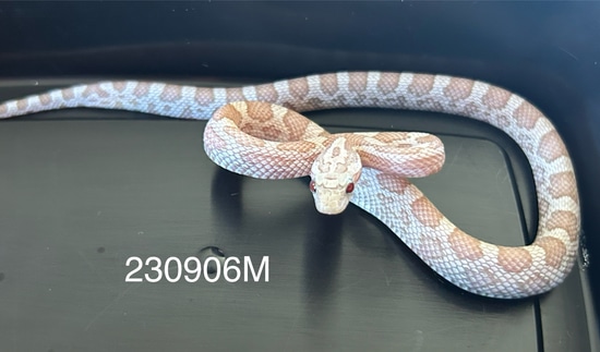 Ultra/Ultramel Cinder Corn Snake by Cody's Corn Snakes
