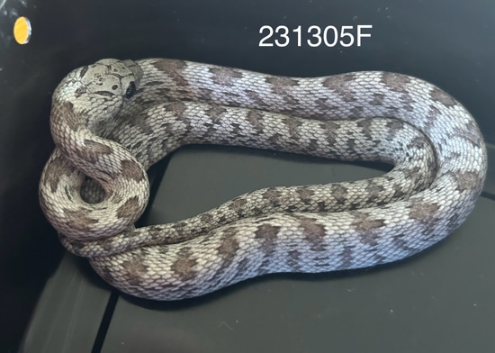 Miami Shatter Corn Snake by Cody's Corn Snakes