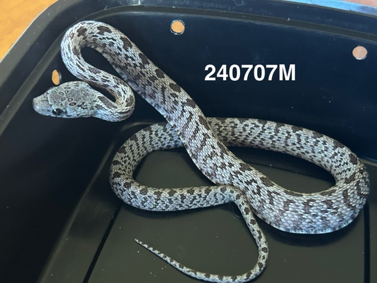 Miami Shatter Corn Snake by Cody's Corn Snakes