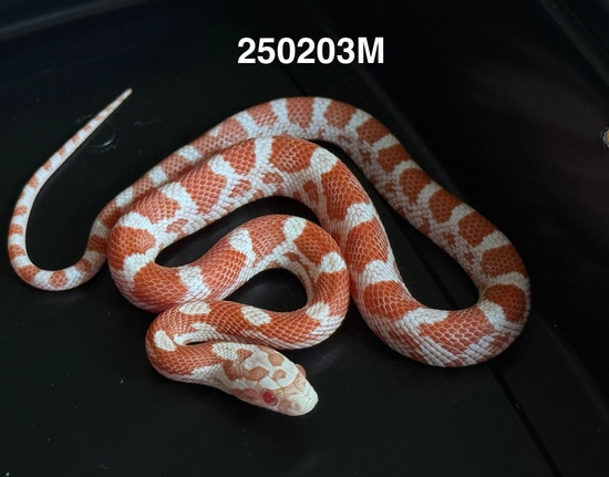 Amel Miami Corn Snake by Cody's Corn Snakes
