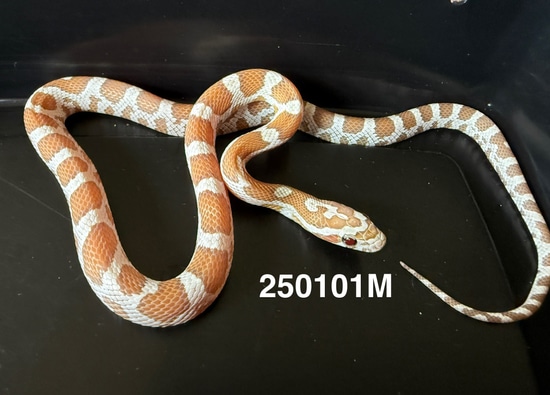 Golddust Miami Corn Snake by Cody's Corn Snakes
