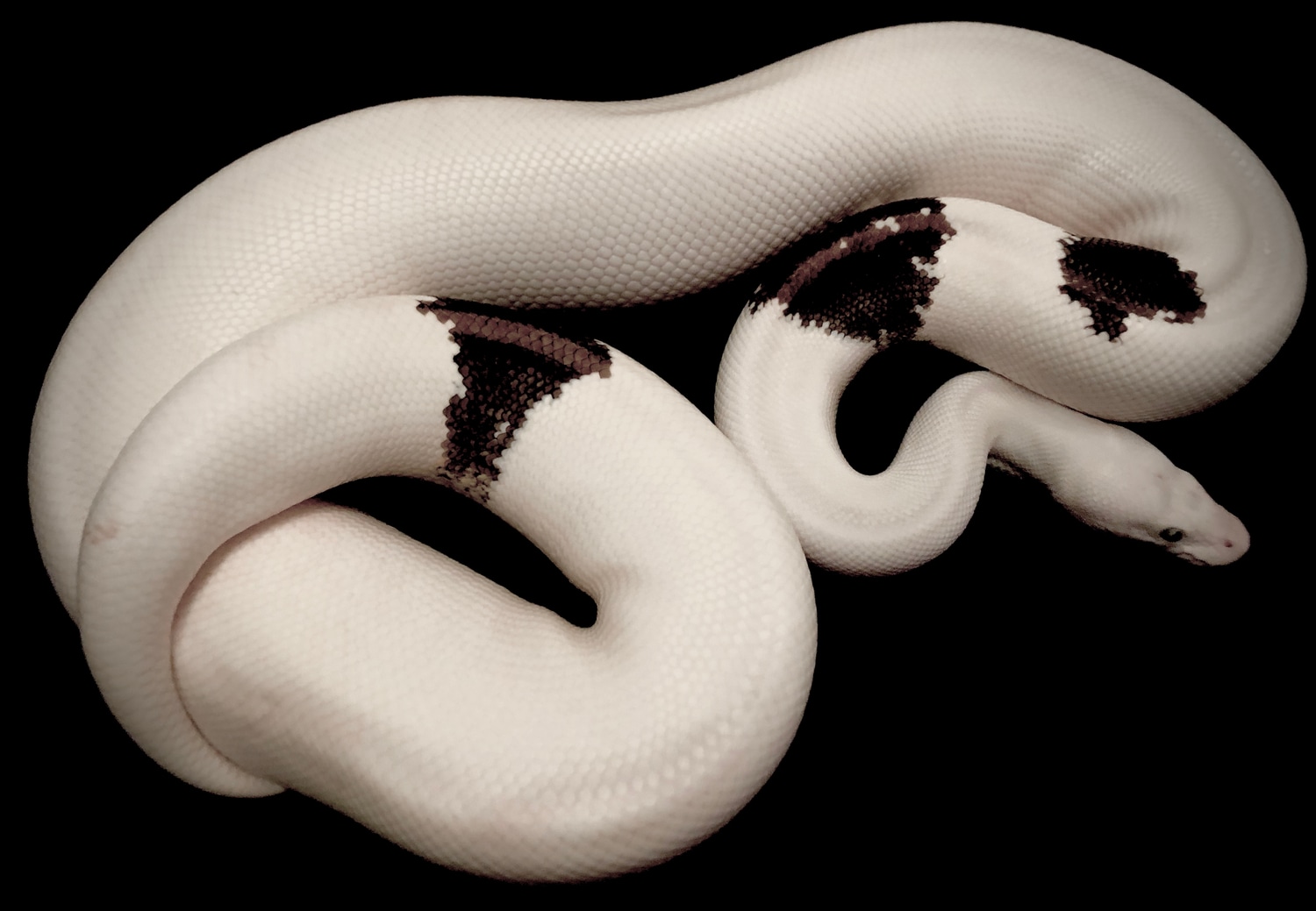Lesser Mojave Paradox Pos Pastel Ball Python by Jballs - MorphMarket
