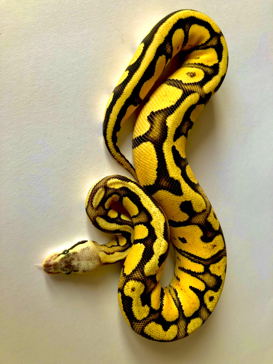Red Stripe Fire Pastel Pos Super Red Stripe Ball Python by Jballs ...