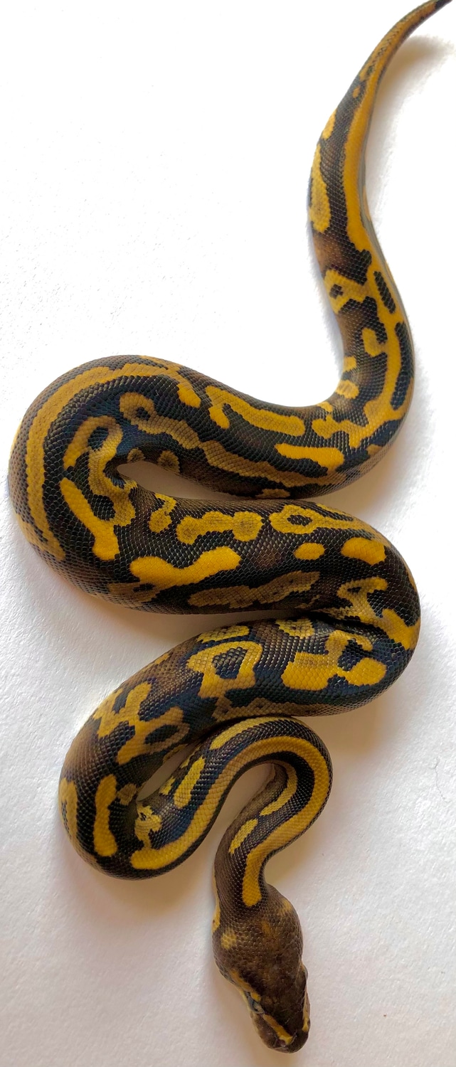Cypress Mojave Leopard Pos Het Pied Ball Python by Jballs - MorphMarket