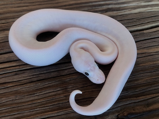 Super Fire POS: Red Stripe, Ivory, Pastel, Clown Ball Python by Jballs