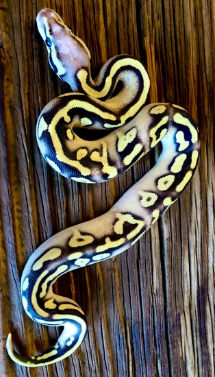 Pastel Super Vanilla Yellowbelly Mojave Scaleless Head, Pos Super ...
