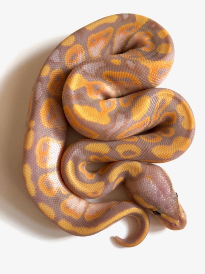 Yellowbelly Banana (FEMALE MAKER) Pos Het Pied Ball Python by Jballs
