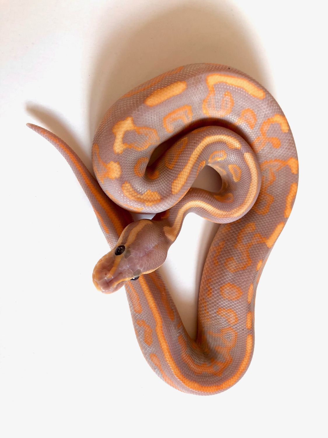 Black Pastel Banana (Female Maker) Yellowbelly Russo Pos Het Pied Ball Python by Jballs ...