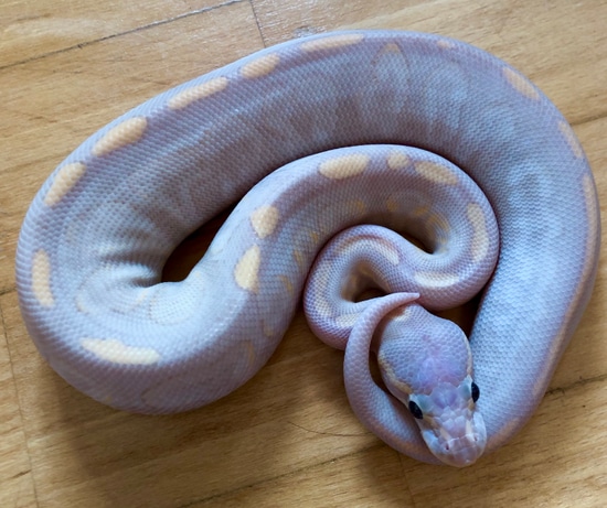 Super Banana Black Pastel Yellowbelly Het Piebald Ball Python by Jballs