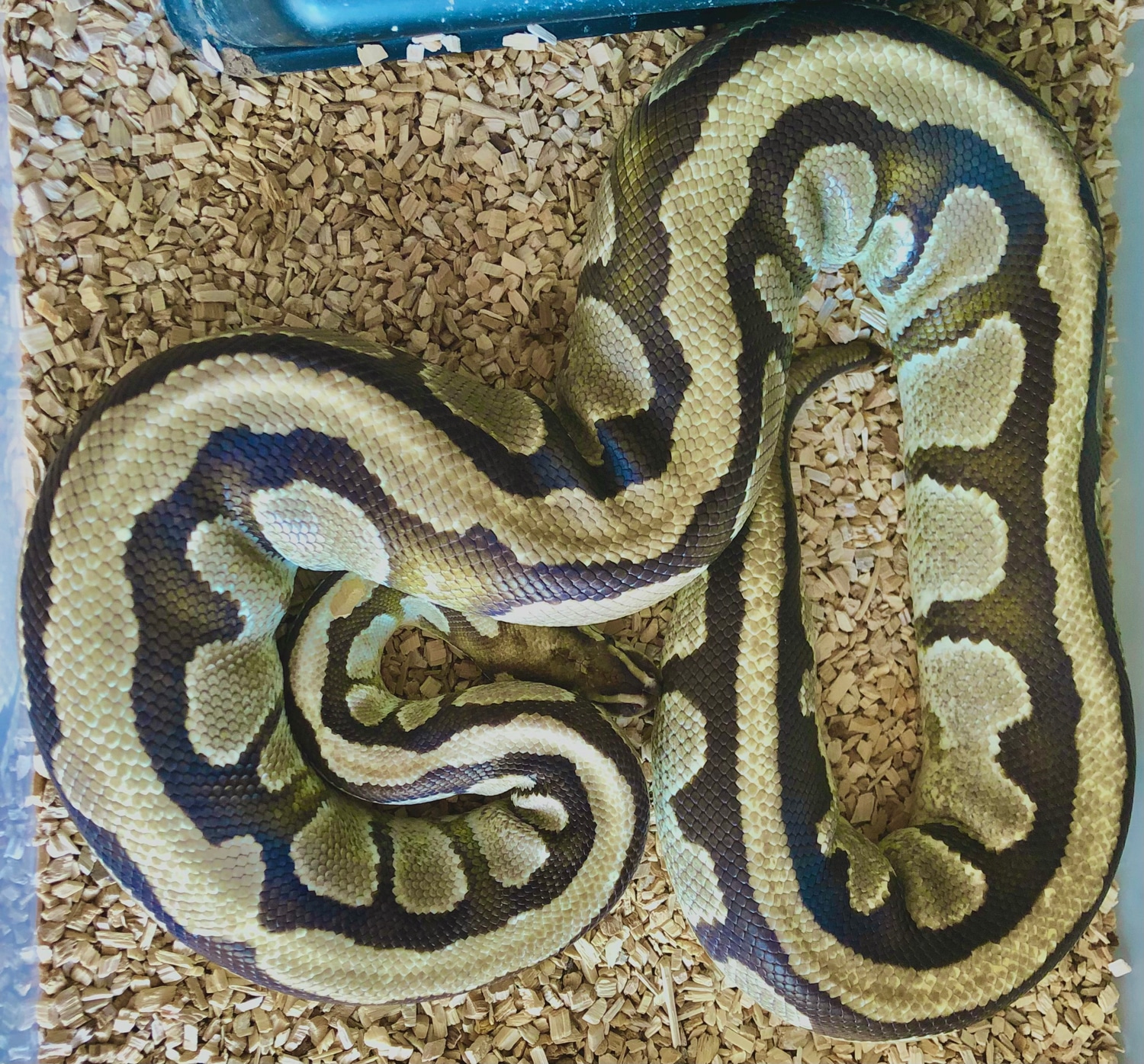 Red Stripe Fire Ball Python by Jballs - MorphMarket