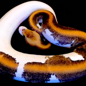 Jballs - MorphMarket