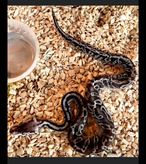 Black Pastel Cypress Yellowbelly Pastel 100% Het Pied Ball Python by Jballs