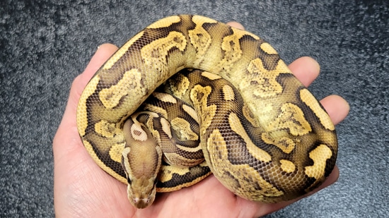 Black Pastel Special Fire/Vanilla Het Clown Ph Hypo Dg Ball Python by ...