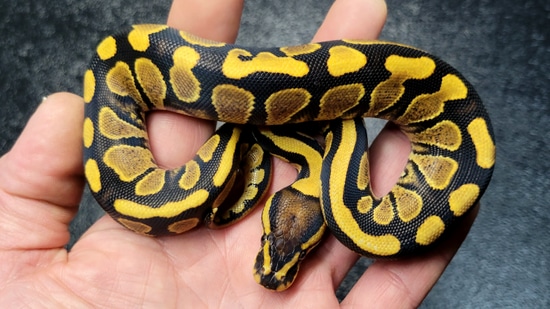 Yellowbelly Het Clown Pos Od Ball Python by Laughing Clown Pythons
