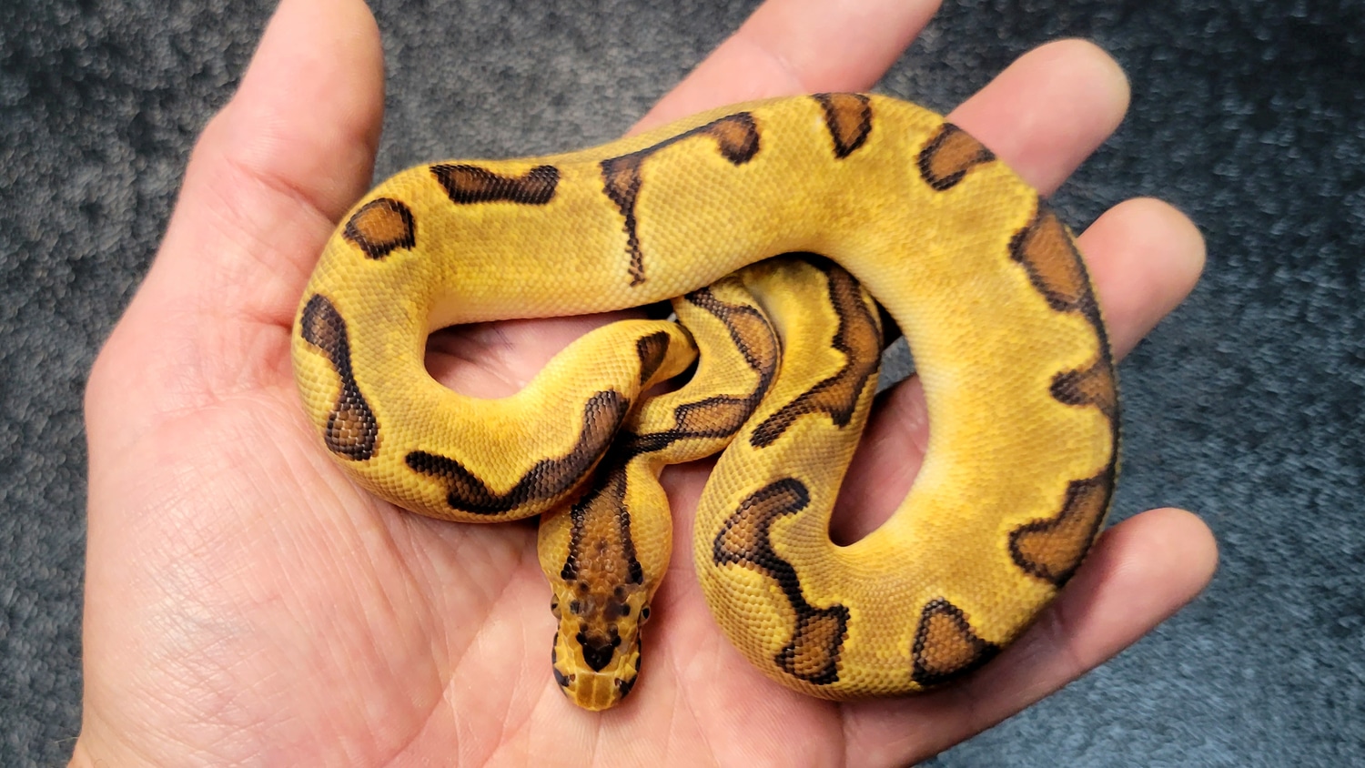 Orange Dream Enchi Clown Ball Python by Laughing Clown Pythons ...