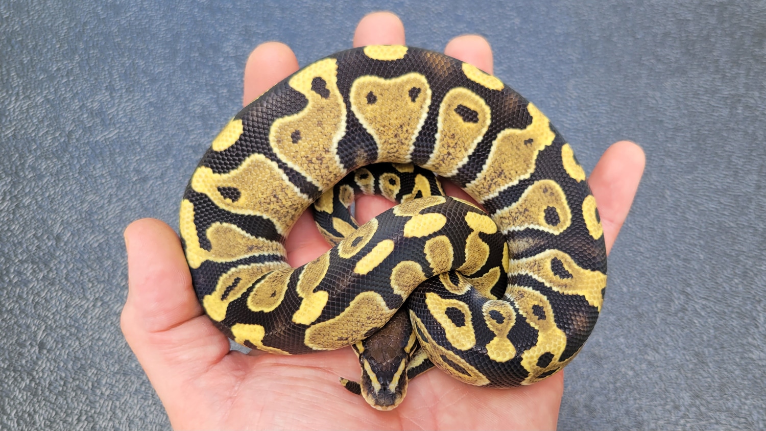 Wookie Desert Ghost Pos Redstripe Ph Clown Ball Python by Laughing ...