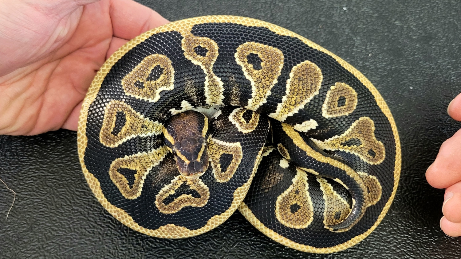 Blackhead Spotnose Het Clown Female Ball Python by Laughing Clown ...