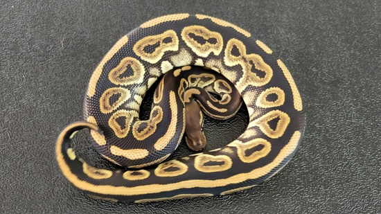 Black Pastel Het Clown Het Hypo Ball Python by Laughing Clown Pythons