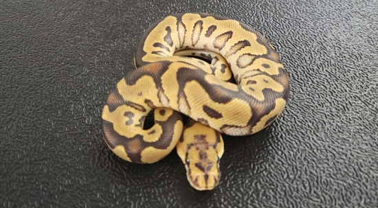 Orange Dream Spotnose Clown Pos Mojave Ball Python by Laughing Clown ...