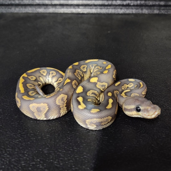 Black Pastel Chocolate Hypo Het Clown Ph Dg Ball Python by Laughing Clown Pythons