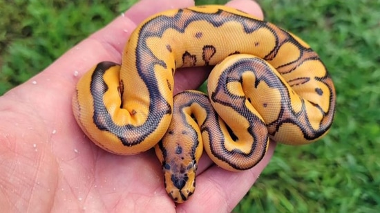 Super Orange Dream Yb Clown Ball Python by Laughing Clown Pythons
