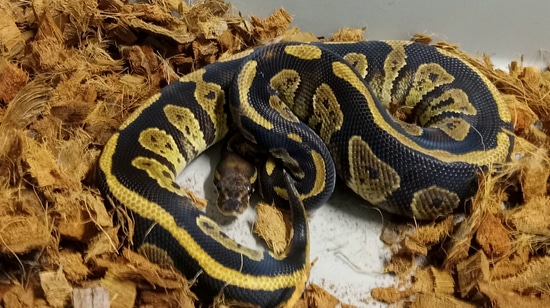 Blackhead Fire Het Clown Ph Hypo Dg Ball Python by Laughing Clown Pythons