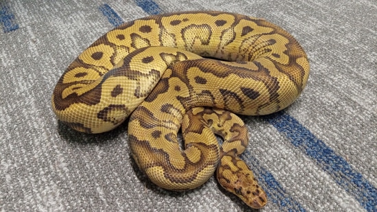 Adult Female Spotnose Clown Ball Python by Laughing Clown Pythons