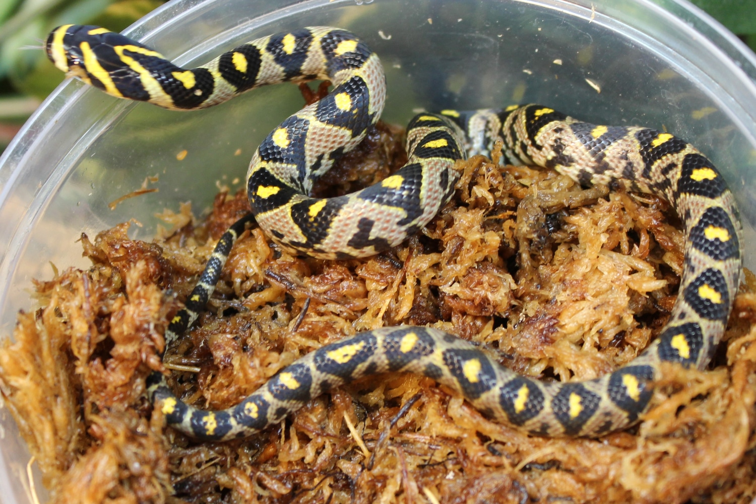 Mandarin Rat Snake by Metazotics - MorphMarket