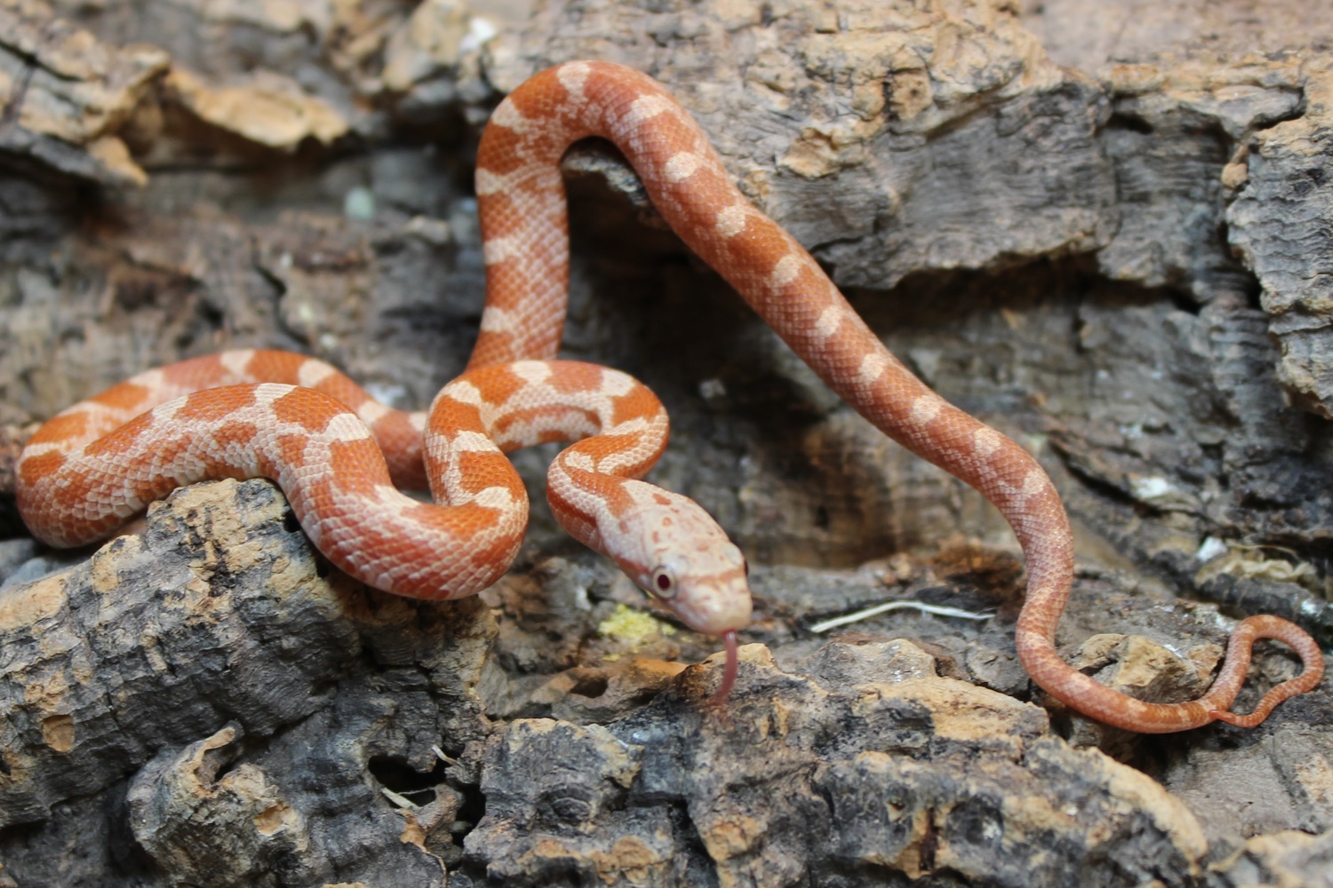 Albino Brindle Black Western Rat Snake by Metazotics - MorphMarket