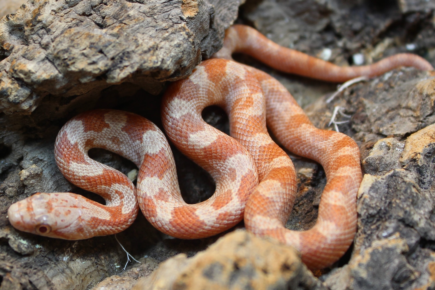 Albino Brindle Black Ratsnake Western Rat Snake by Metazotics - MorphMarket