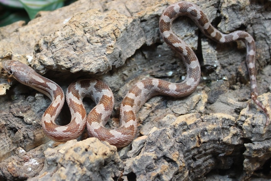 Rusty Black Ratsnake Western Rat Snake by Metazotics